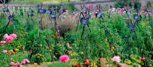 Conservatoire de la tomate pour s'émerveiller, comprendre et partager...